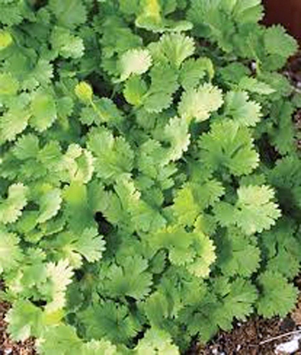 Cilantro Seed - How to grow Cilantro ? – Country Creek LLC