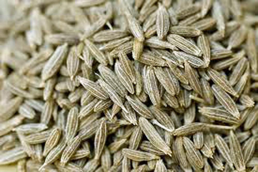 Cumin Seed - How to grow Cumin ? – Country Creek LLC