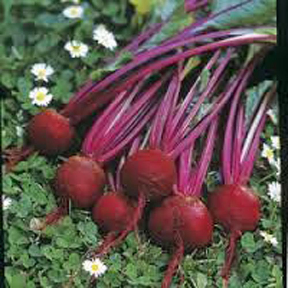 Beet Seeds – Country Creek LLC