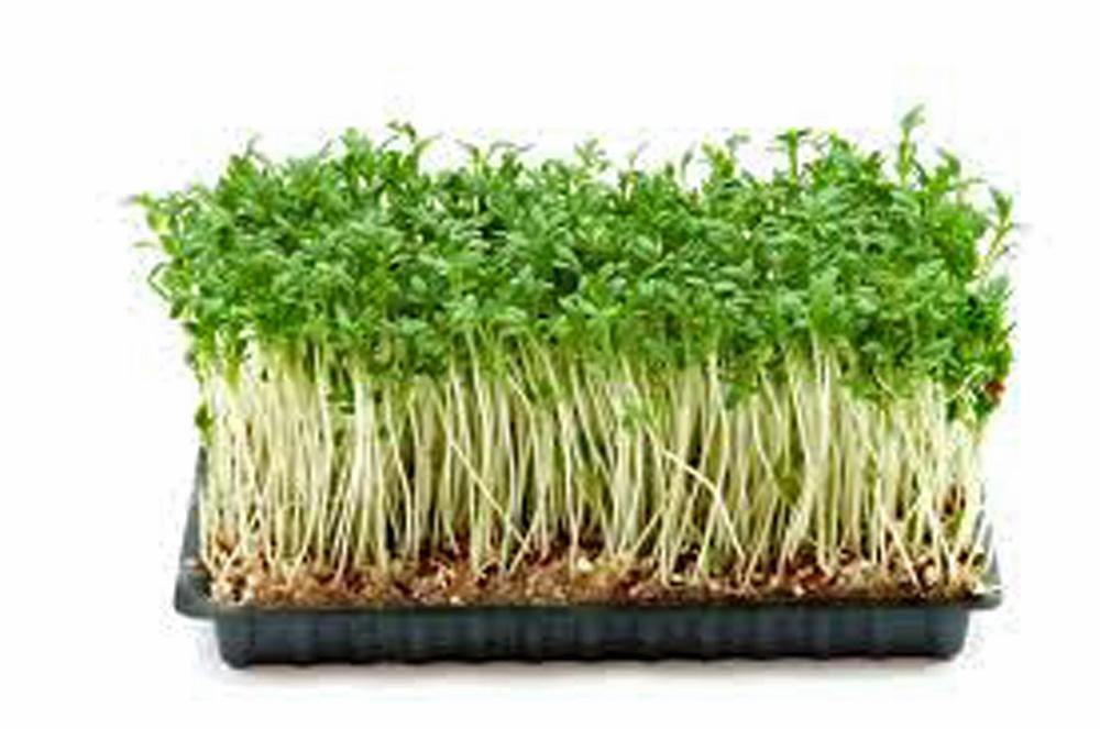Cress Seed - How to grow Cress ? – Country Creek LLC