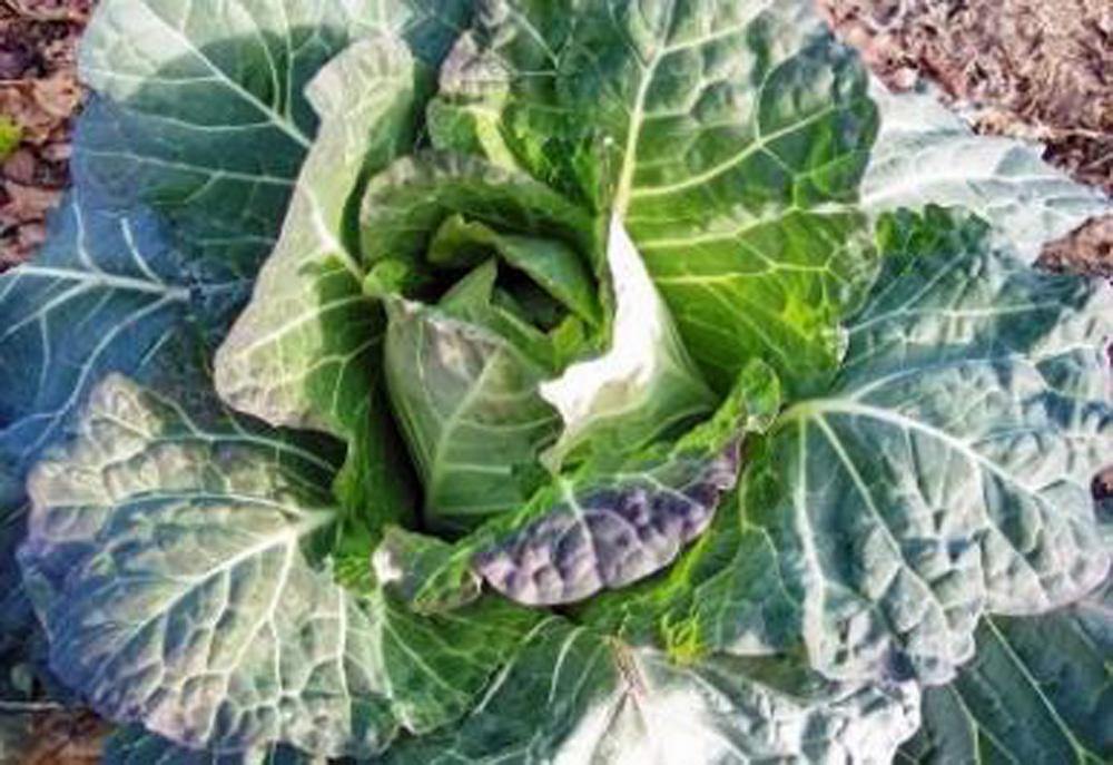 Collard Green Seeds- How to grow Collards ? – Country Creek LLC