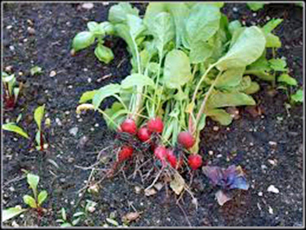 Radish Seed - How to grow Radish ? – Country Creek LLC