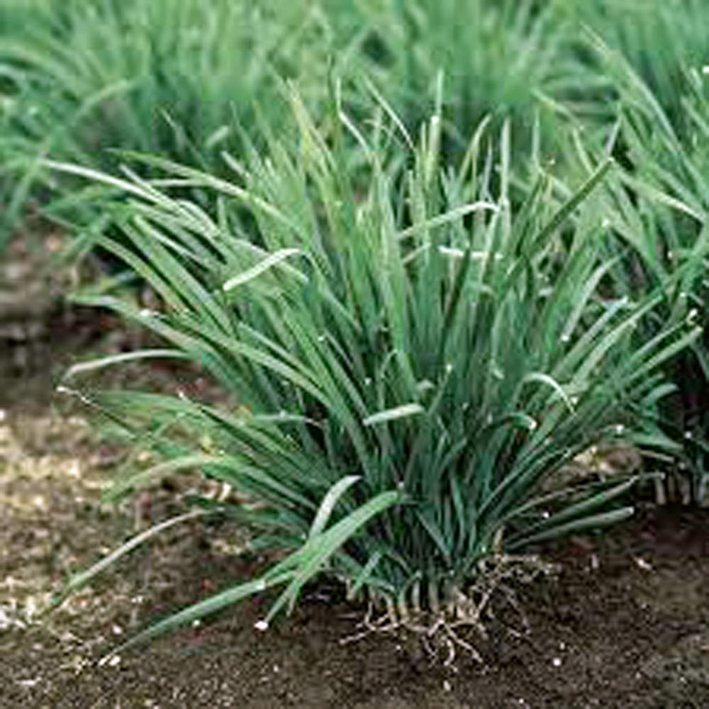 Chive Seeds - How to grow Chives ? – Country Creek LLC