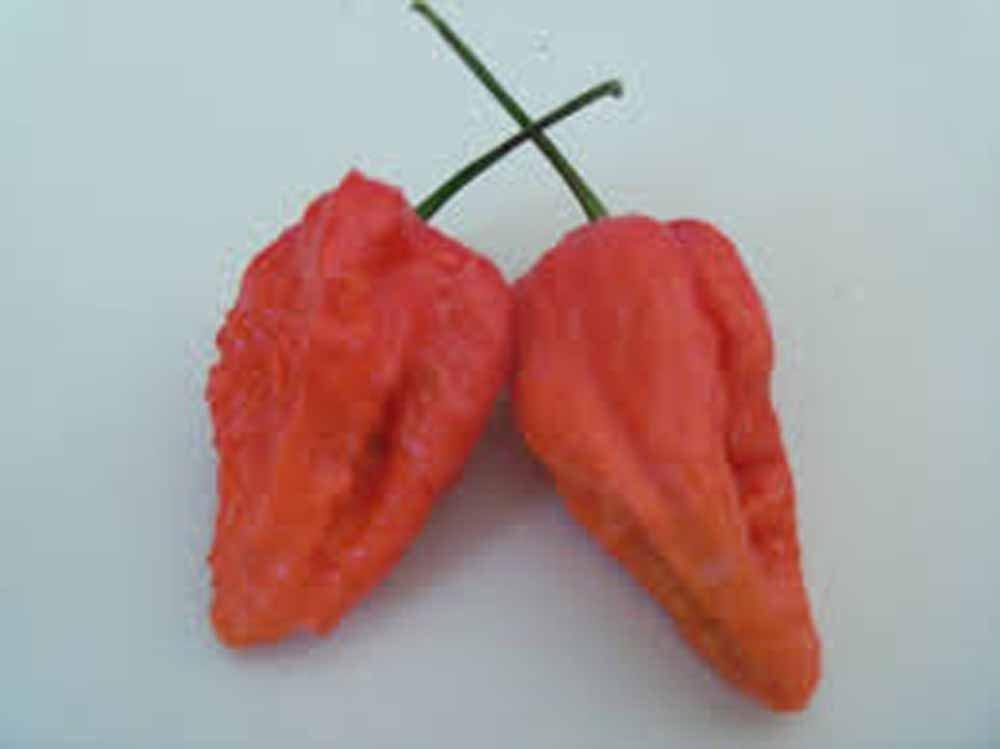 Ghost Pepper, Whole Dried Ghost Peppers, from the hottest pepper in th ...