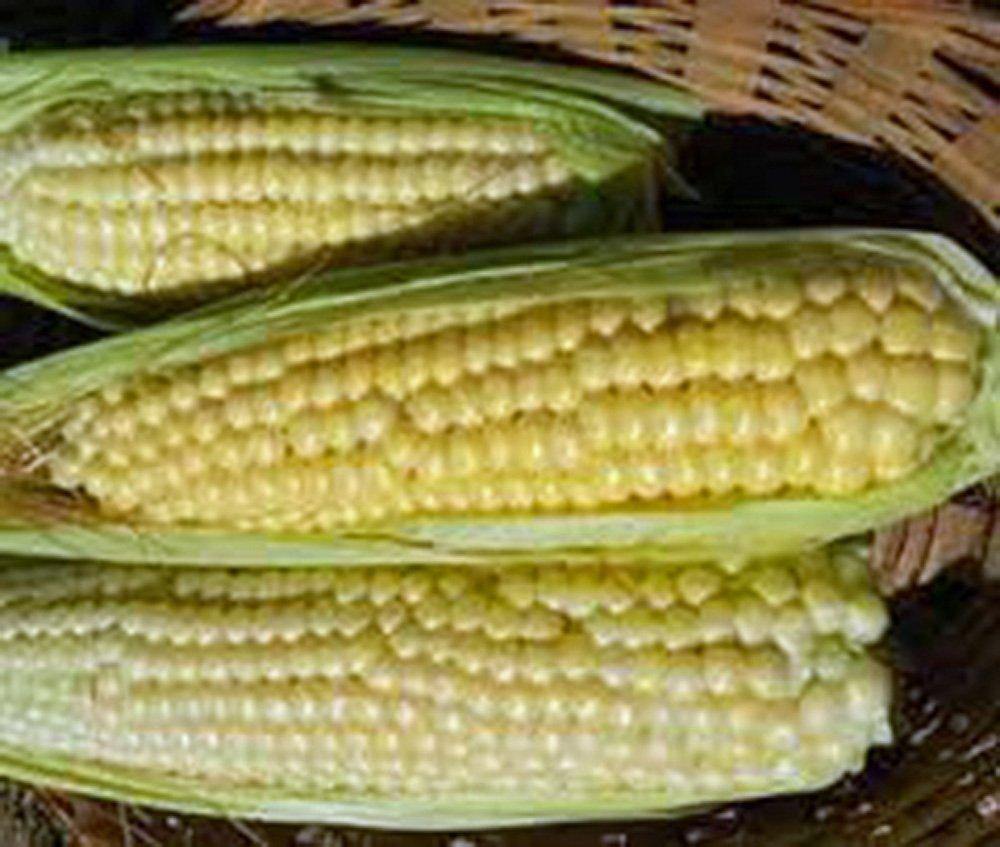Corn Seed Garden Collection, Non GMO, Heirloom Seeds, 6 Top Varieties ...