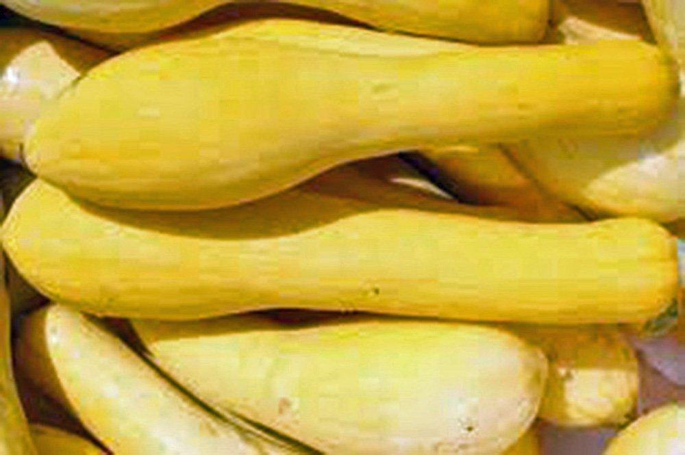 Squash Seeds, Early Prolific Straight Neck Squash Seeds, Heirloom, NON ...