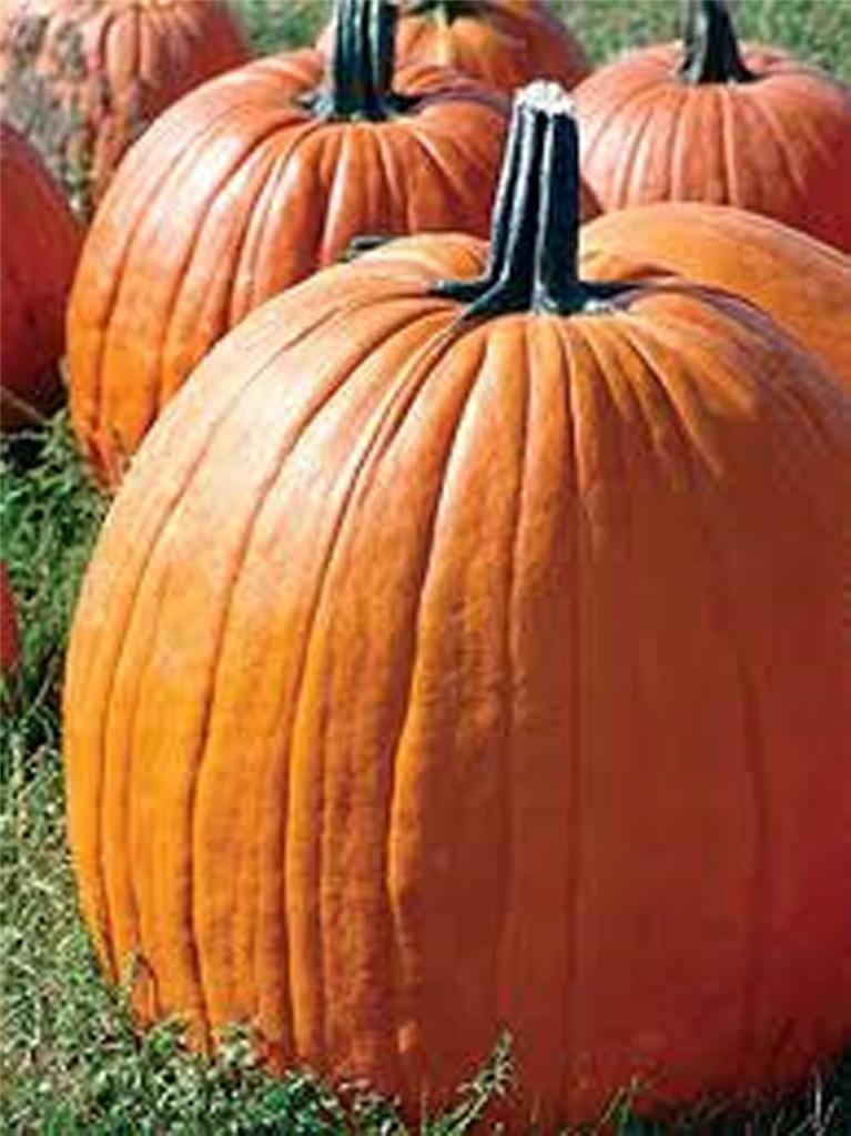 Pumpkin, Big Max pumpkin seeds, Heirloom, NON SEEDS , Giant Pumpkins ...
