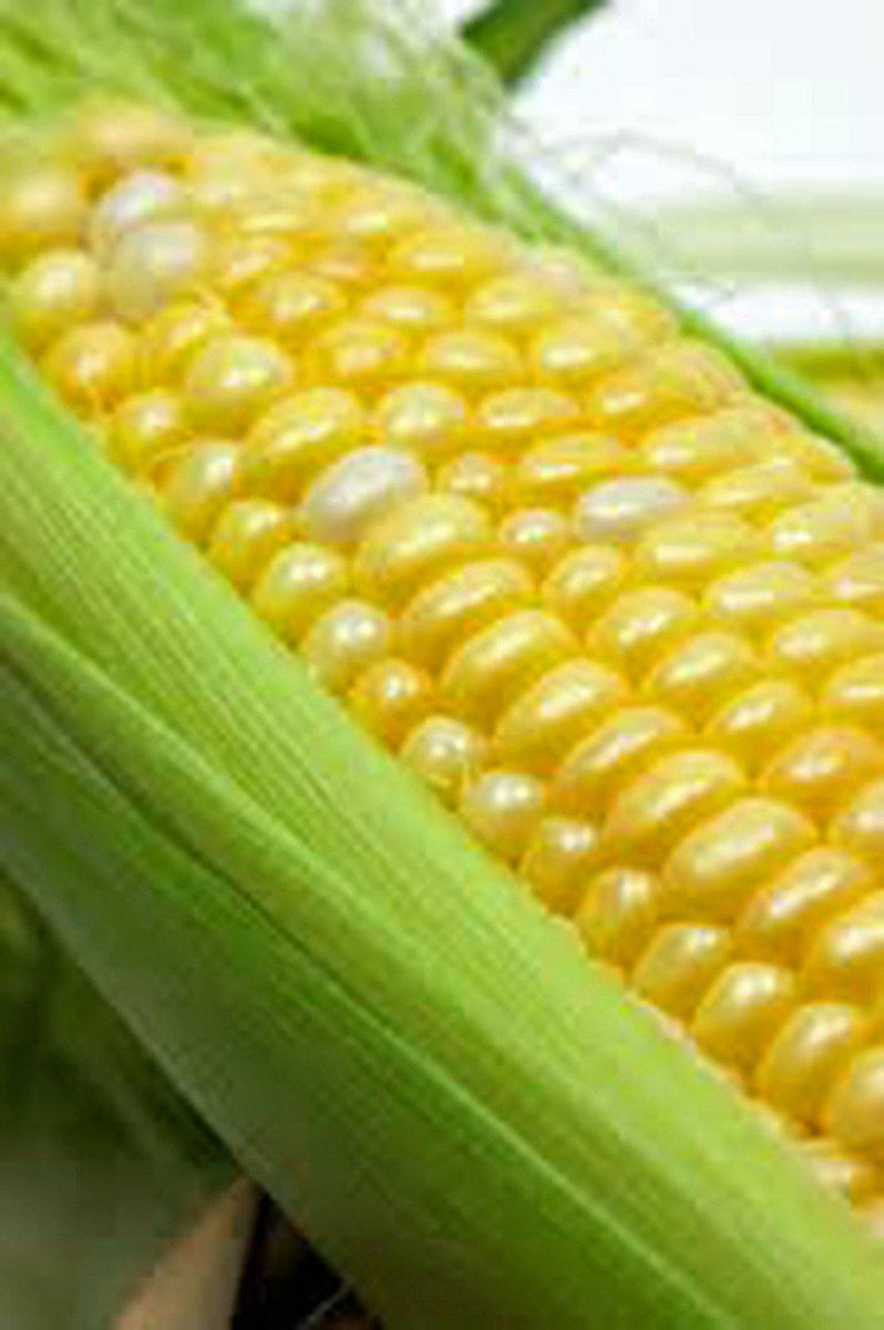 CORN SEEDS, BI-COLOR, BUTTER N SUGAR , HEIRLOOM, NON GMO SEEDS, A BICO ...