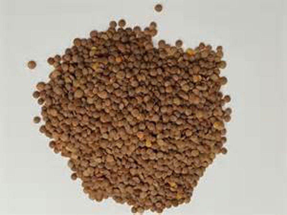 Lentil Seed Red Lentil Seeds, Microgreen, Sprouting, NON GMO - Country ...