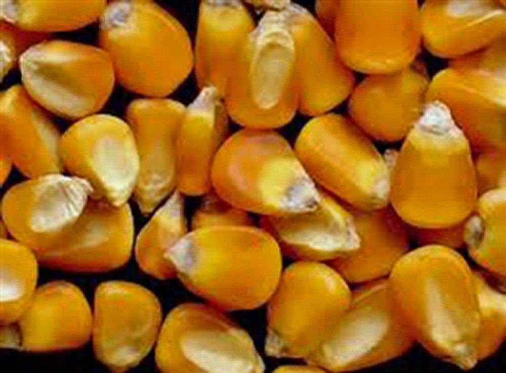 CORN, GOLDEN BEAUTY YELLOW CORN, HEIRLOOM, NON-GMO, DELICIOUS, GOLDEN ...