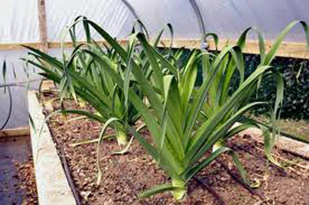 Root Vegetable Seed Garden Collection, Heirloom Seeds, 5 Top Varieties ...