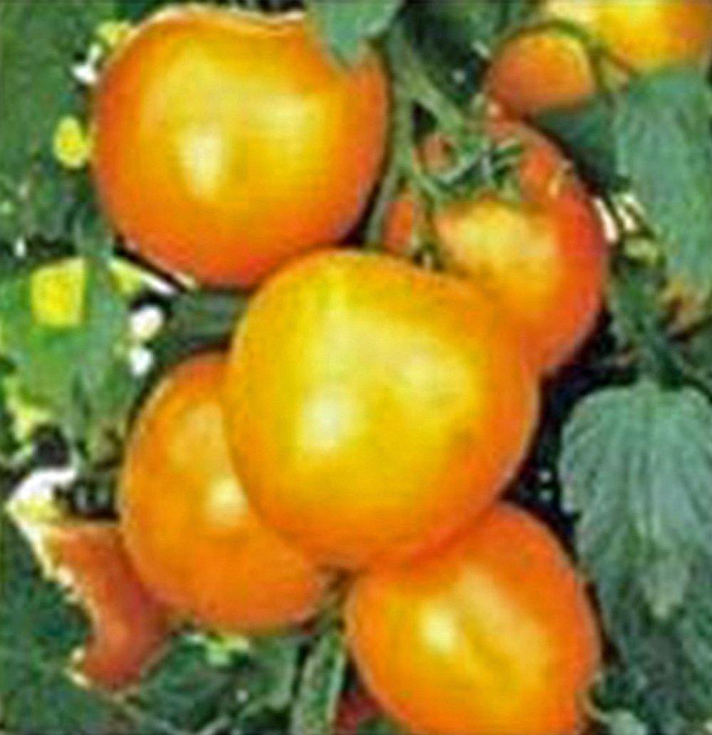 Tomato Seeds, Tomato Seeds Garden Collection 6 , Heirloom Seeds, NON-G ...