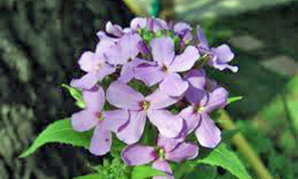 Dame's Rocket Seeds Newly Harvested, Beautiful Bloom Clusters – Country ...