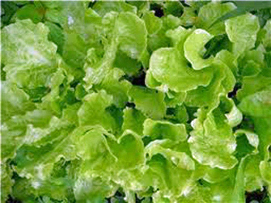 Lettuce Seed Garden Collection, Heirloom Seeds, 4 Top Varieties ...
