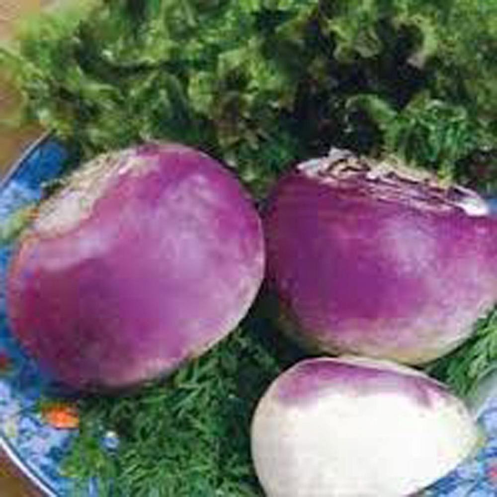 Rutabaga , American Purple Top Rutabaga seeds, Heirloom, NON GMO, Seed ...