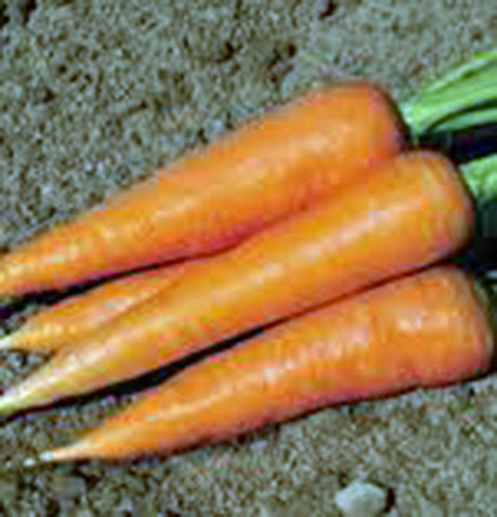 Carrot, Scarlet Nantes, Heirloom, NON GMO Seeds, Tasty Carrot for Snac ...