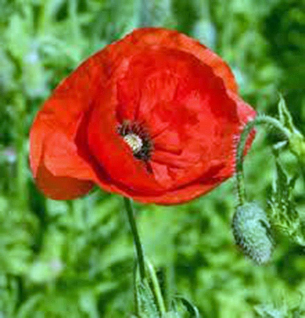 Red Poppy Field Of Flanders