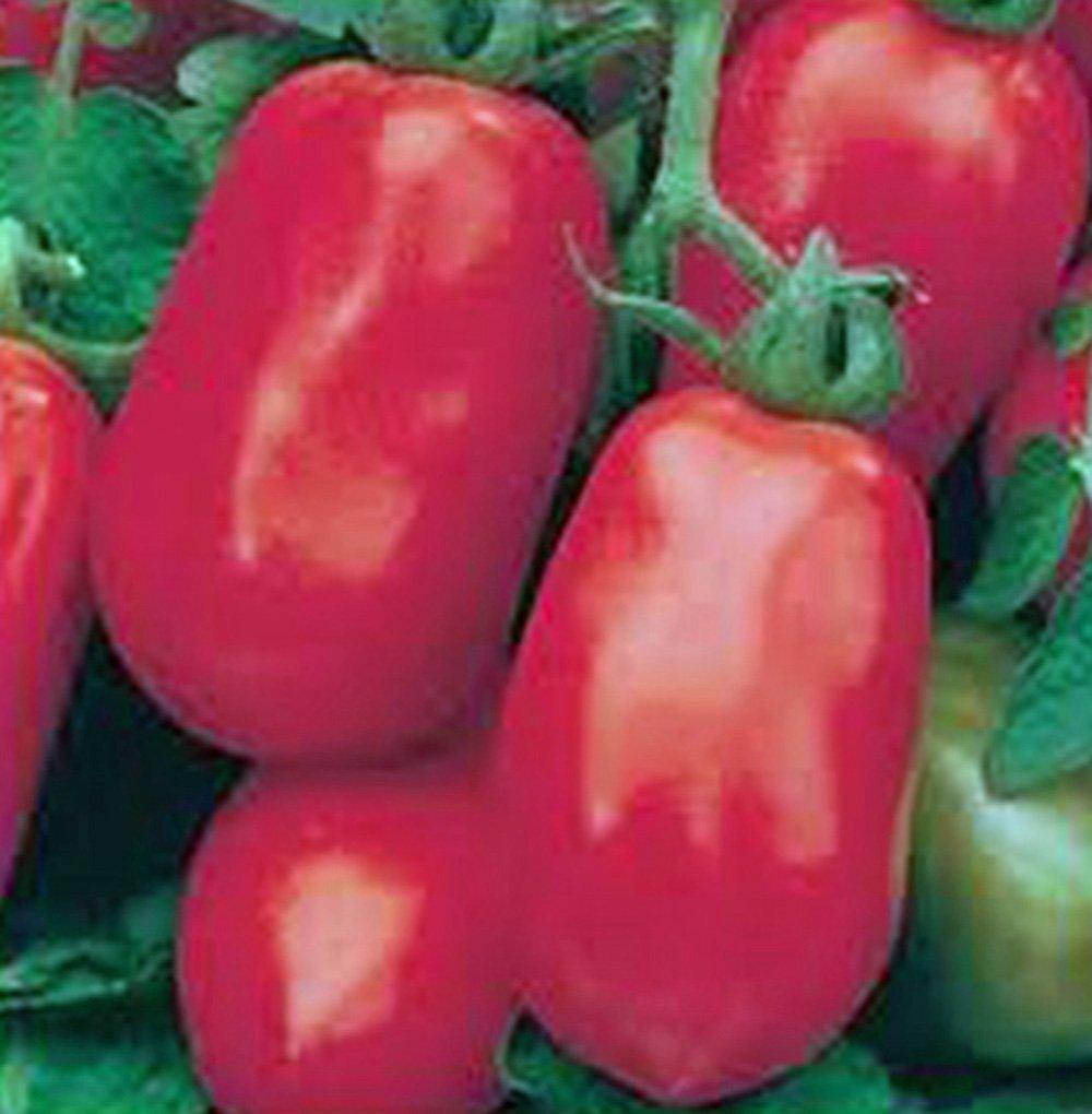 TOMATO SEEDS, ITALIAN ROMA, HEIRLOOM SEEDS, DELICIOUS RED TASTY FRUIT ...