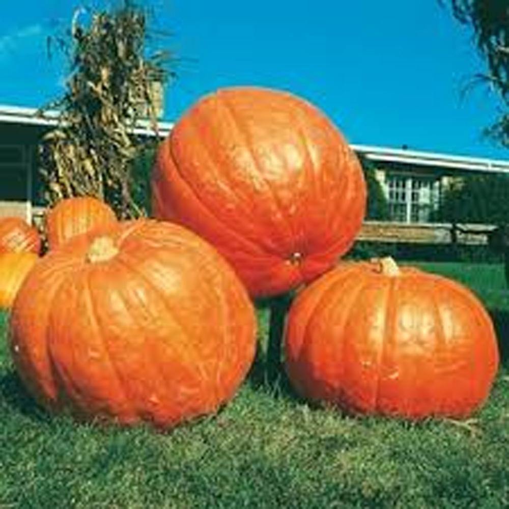 Pumpkin, Big Max pumpkin seeds, Heirloom, NON SEEDS , Giant Pumpkins ...