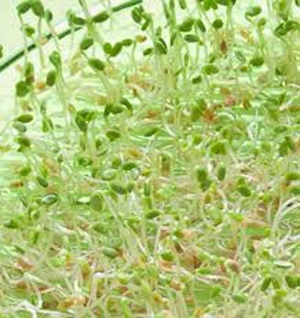 Clover, Red Sprouting Clover, seeds per pack, NON GMO, Clover sprouts ...