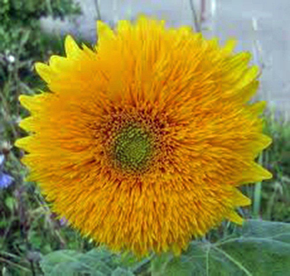 Sunflower Seeds , Giant Sungold Seeds Large Beautiful Vivid Colorful B ...