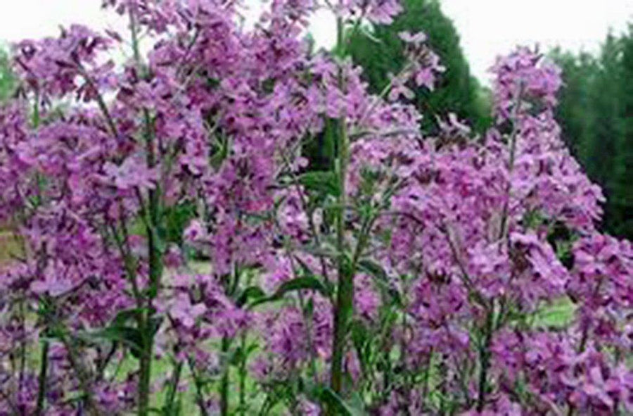 Dame's Rocket Seeds Newly Harvested, Beautiful Bloom Clusters – Country ...