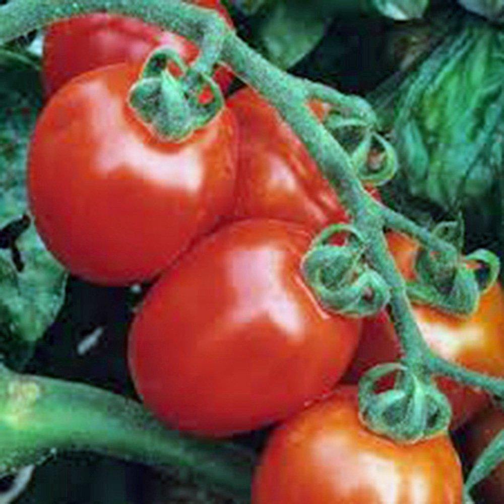 Tomato Seeds – Country Creek LLC