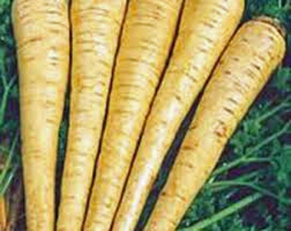 Parsnip, All American Parsnip seeds, Heirloom, NON-GMO Seeds, Parsnip ...