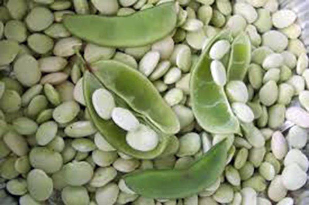 Bean Seeds, Bean Seeds Mix Garden Top 5 Collection, Heirloom Seeds, 5 ...