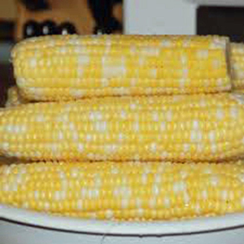 CORN SEEDS, BI-COLOR, BUTTER N SUGAR , HEIRLOOM, NON GMO SEEDS, A BICO ...
