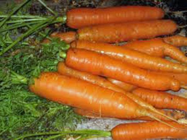 CARROTS, LITTLE FINGER, HEIRLOOM, NON GMO SEEDS, DELICIOUS CARROT ...