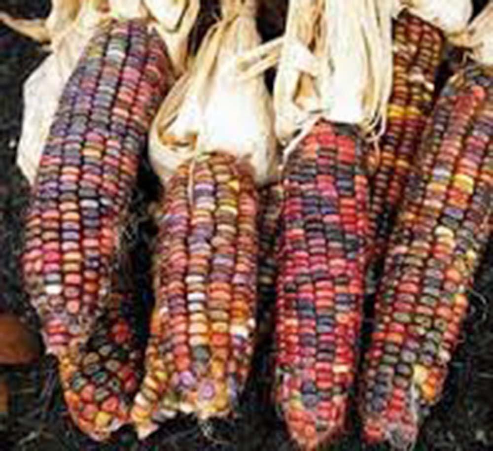 Corn Seed Garden Collection, Non GMO, Heirloom Seeds, 6 Top Varieties ...