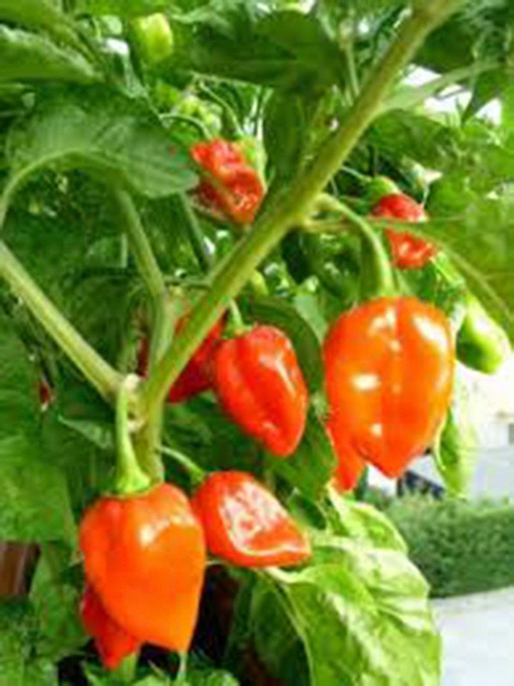 Hot Pepper Seed Mix Garden Collection, Heirloom Seeds, 7 Top Seeds ...