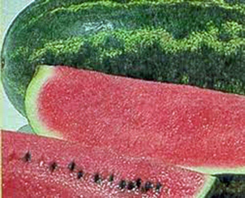 WATERMELON SEEDS, FLORIDA GIANT, HEIRLOOM SEEDS, LARGE & SWEET TASTING ...