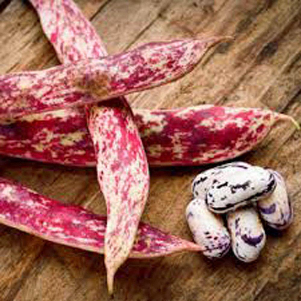 Bean Seeds, Christmas, Lima, Heirloom, Seeds, Buttery Decorative Beans ...