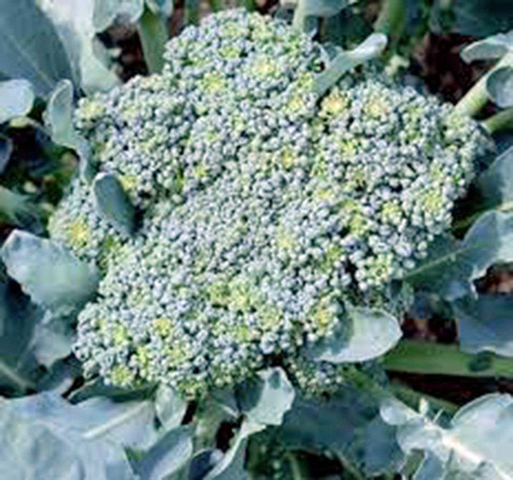 Broccoli Seed, Green Sprouting Calabrese, Heirloom, NON GMO Seeds, a G ...