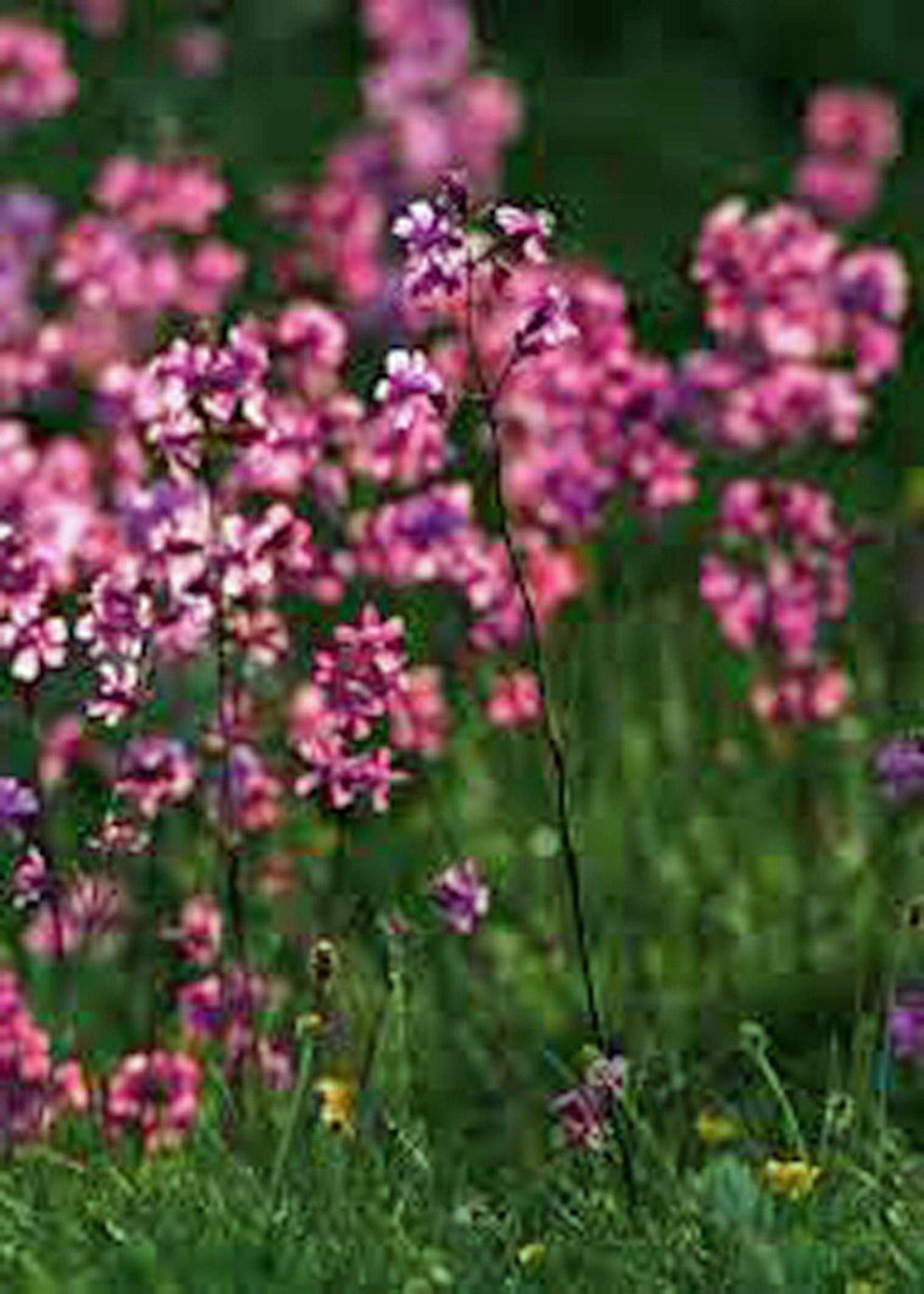 Catchfly Flower Seeds, Beautiful, Crimson-rose/Pink Blooms . – Country ...