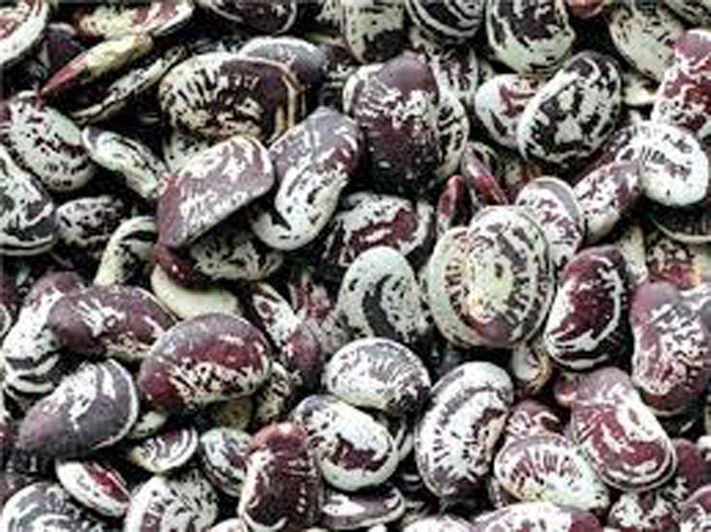Bean Seeds, Christmas, Lima, Heirloom, Seeds, Buttery Decorative Beans ...