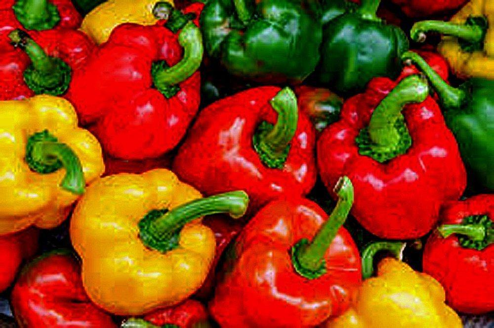 PEPPER SEED , CALIFORNIA WONDER PEPPER SEEDS, HEIRLOOM, NON-GMO SEEDS ...