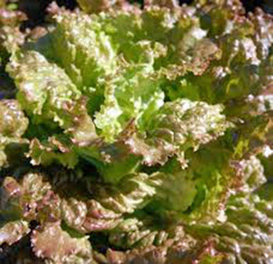 Lettuce Garden Collection, Heirloom Seeds, 6 Top Varieties – Country ...