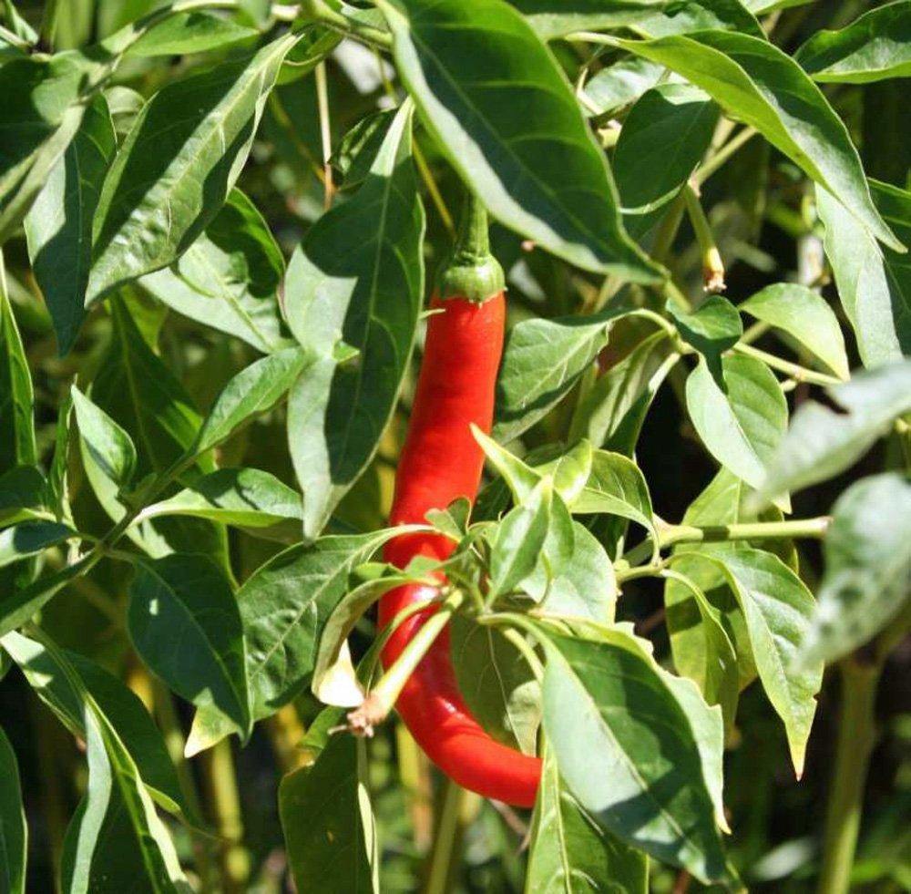 CAYENNE PEPPER, LONG RED THIN, HEIRLOOM, NON-GMO SEEDS,GREAT FRESH OR ...