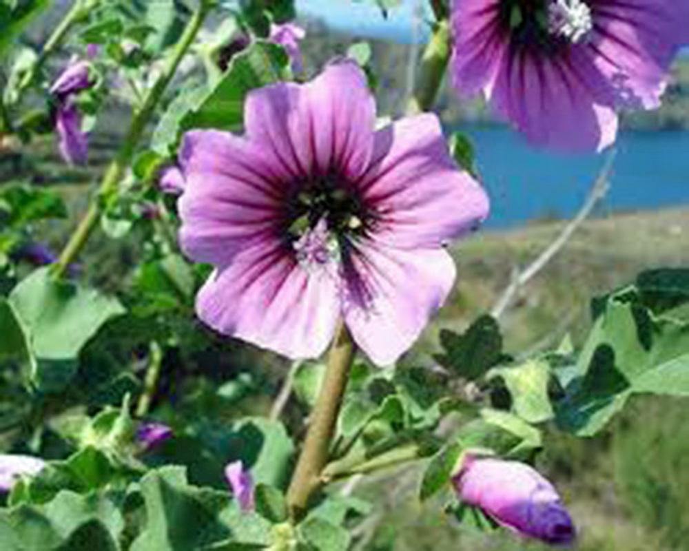 ROSE MALLOW, SEEDS, BEAUTIFUL BRIGHT ROSE FLOWERS, FLOWER, GARDEN ...