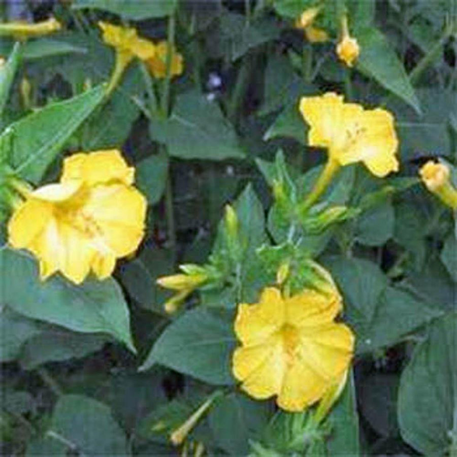 Four O'clock Golden/Yellow, Seeds , Flower Seeds, Beautifully Colored ...