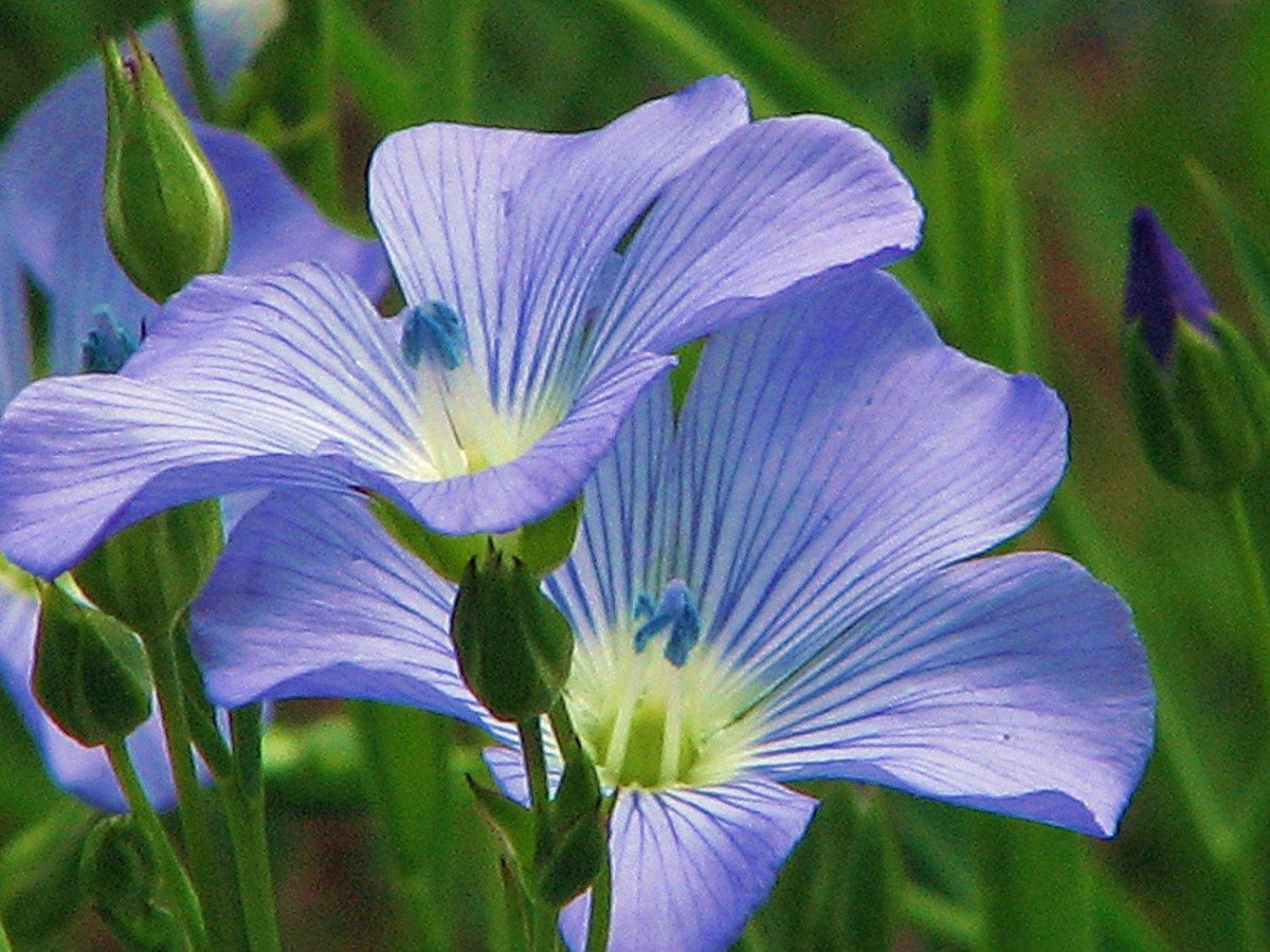 Blue Flax Seed, Flower Seeds, Beautiful Striking Blue Flax Flowers ...