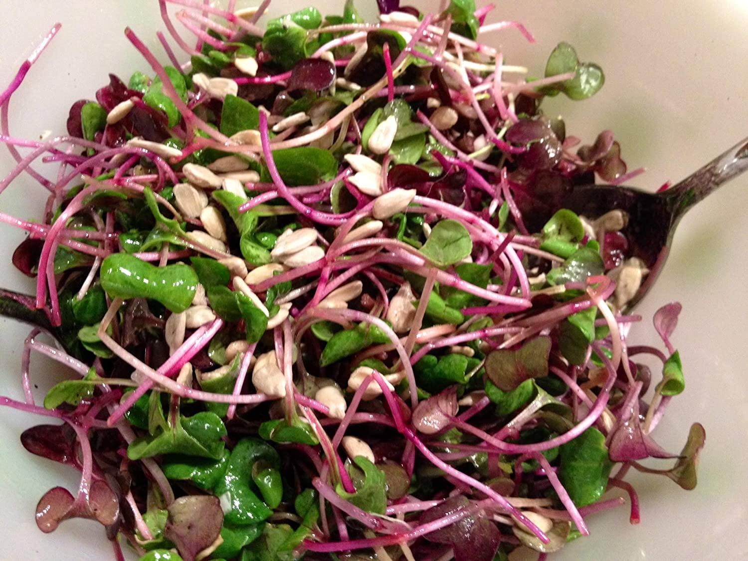 Megan's Sprouting Mix- Perfect Blend of Mung Bean, Alfalfa, Broccoli a ...