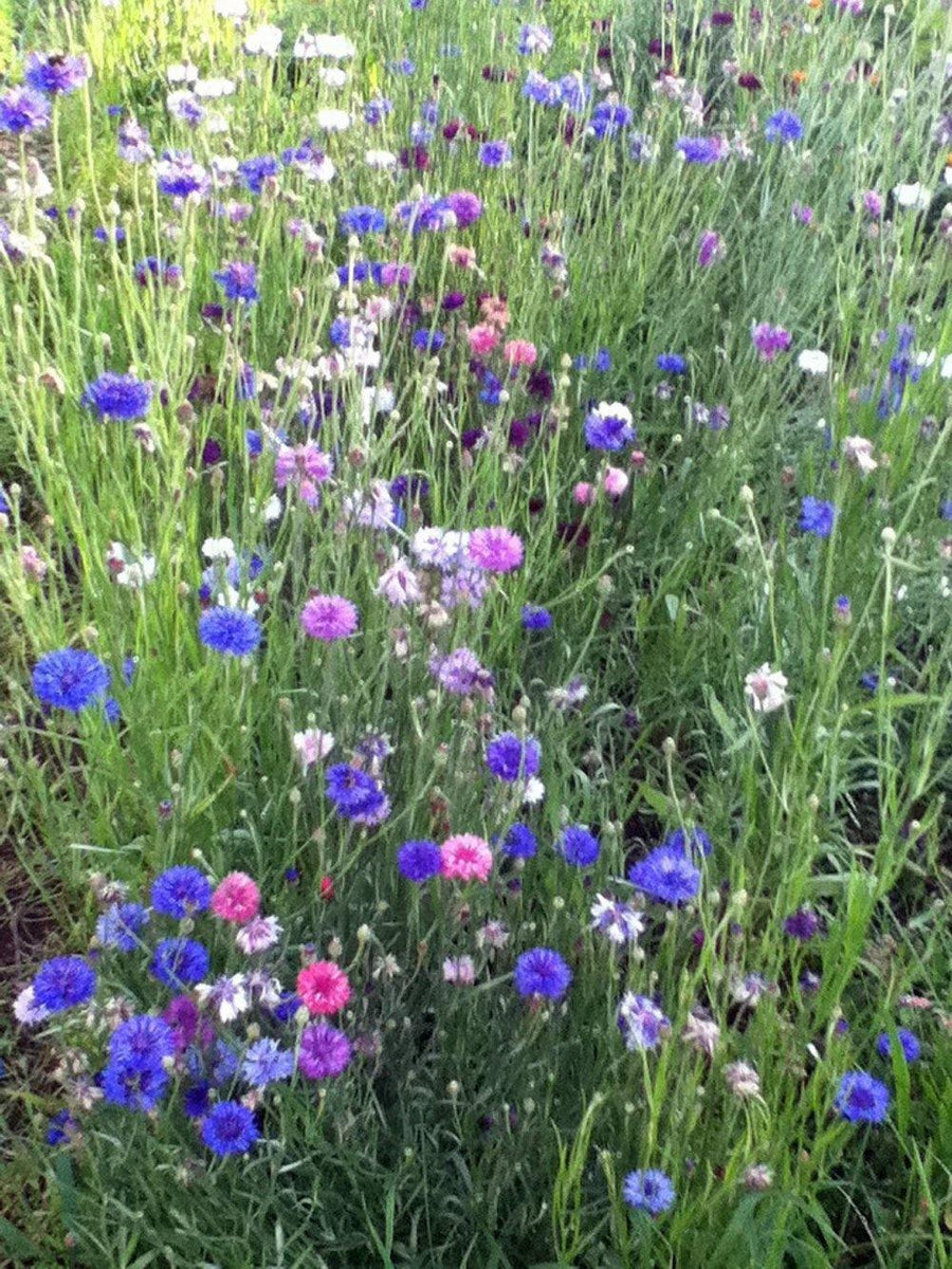 Bachelor Button Seeds , Tall Mix Seeds, seeds, Beautiful Bright Multi ...