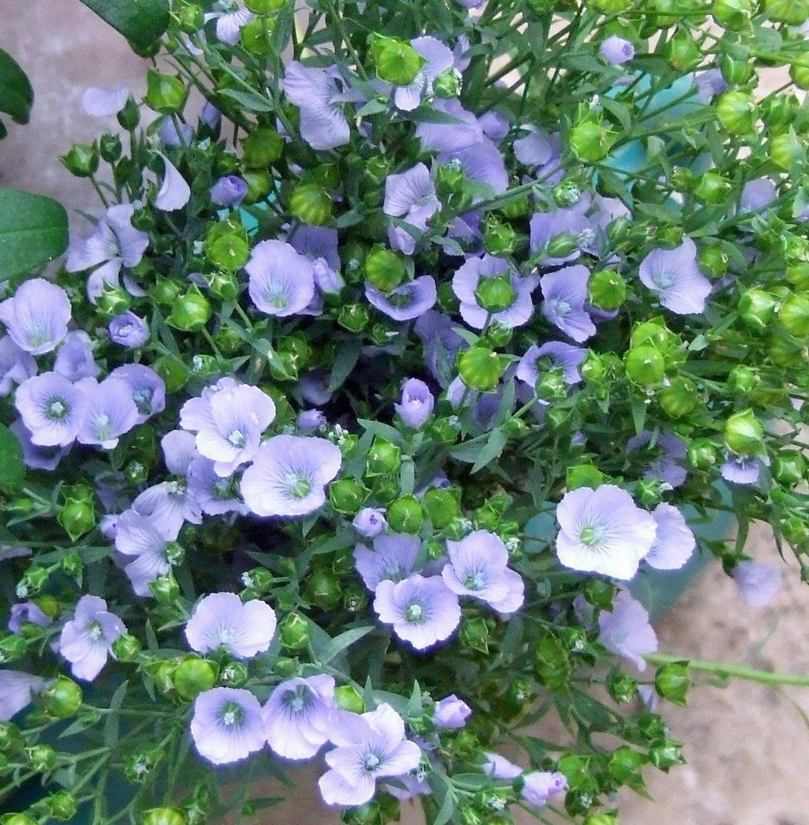 Blue Flax Seed, Flower Seeds, Beautiful Striking Blue Flax Flowers ...