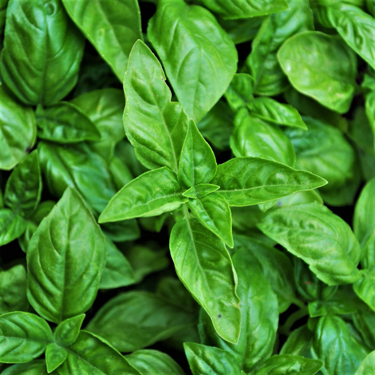 Basil Seeds , Italian Large Leaf, Heirloom , NON GMO Seeds, Great For ...