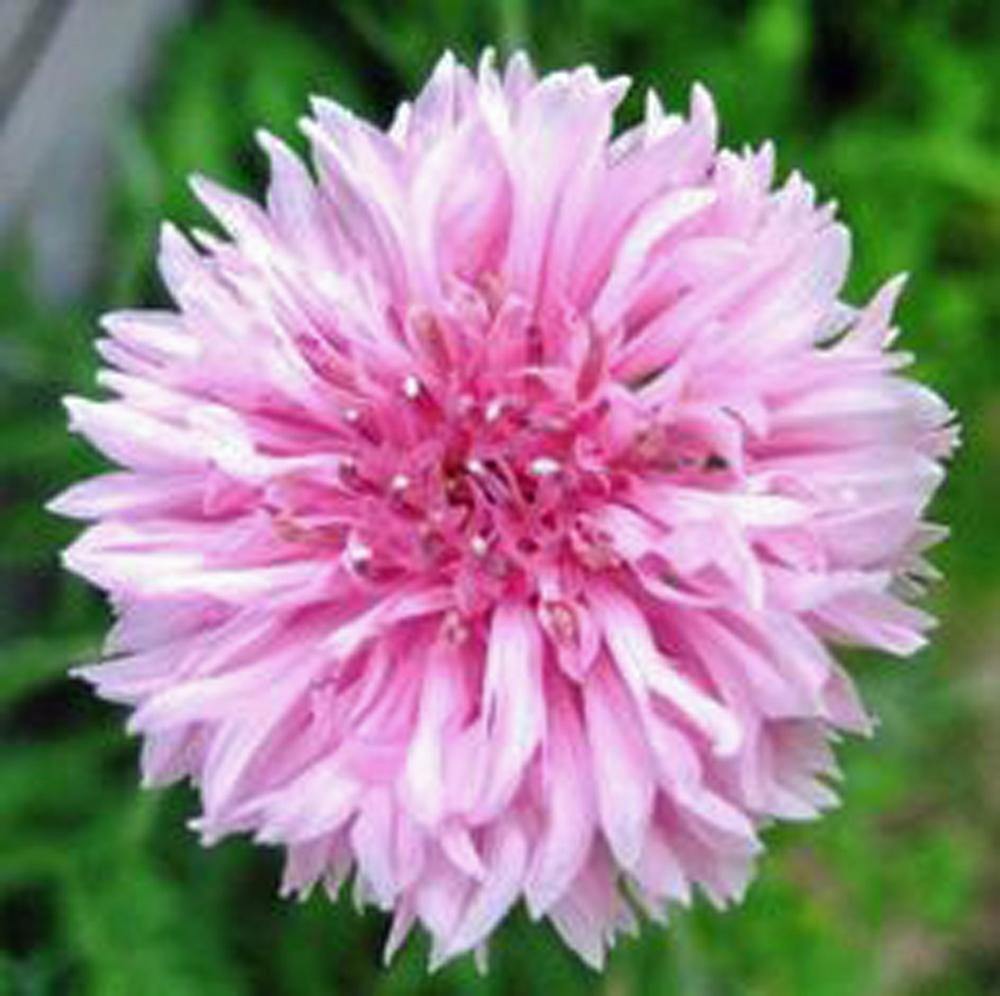 Bachelor Button, Tall Pink Seeds, Seeds, Beautiful Bright Blooms ...