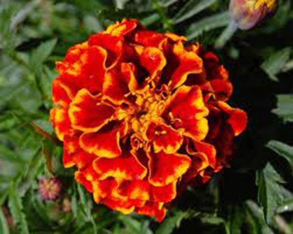 FRENCH MERIGOLD SEEDS LONG FLOWERING BLOOMS – Country Creek LLC